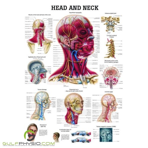Head and Neck Chart - GulfPhysio - UAE's Online Physiotherapy Store