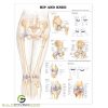 Hip and Knee Chart - GulfPhysio - UAE's Online Physiotherapy Store