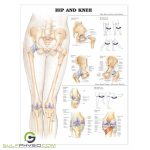 Hip and Knee Chart - GulfPhysio - UAE's Online Physiotherapy Store