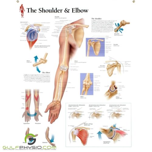 The Shoulder & Elbow Chart - GulfPhysio - UAE's Online Physiotherapy Store
