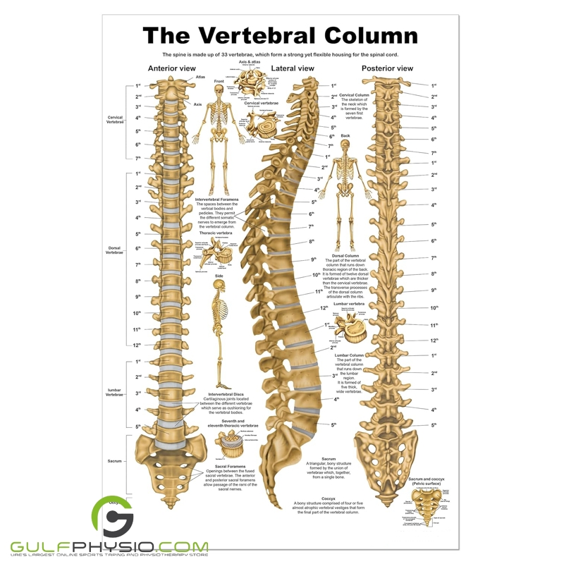 Vertebrae Column Chart - GulfPhysio - UAE's Online Physiotherapy Store