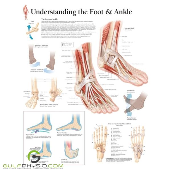 Understanding The Foot & Ankle Chart - GulfPhysio - UAE's Online ...